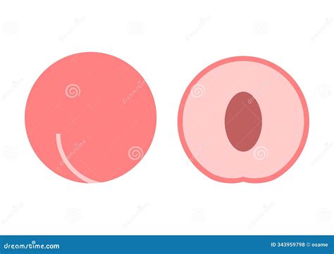 vector illustration of pink peach front view and cross section stock