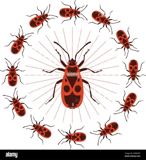 Firebug Pyrrhocoris Apterus Vector Illustration Isolated On White Background Stock Vector