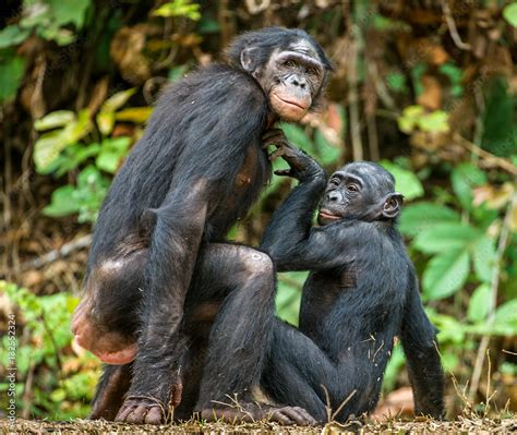 Bonobos Mating The Bonobo Pan Paniscus Formerly Called The Pygmy