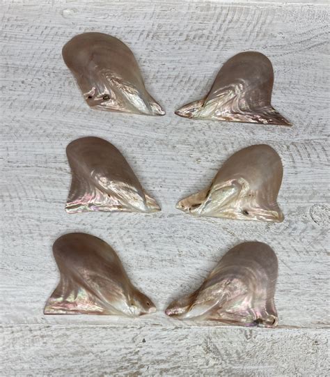 Brown Lip Shell Buy Shells Online Shell Paradise