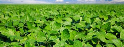 Estimating Soybean Yield The Andersons