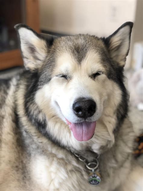 Rollo Being Content R Eyebleach