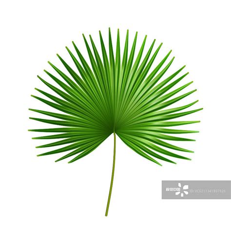 植物群 叶子 鸡尾酒 美洲蒲葵 清新图片素材