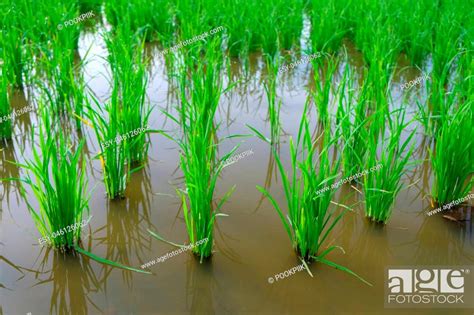 Rice Sprout In Rice Fieldrice Seedlings Green Background Agriculture