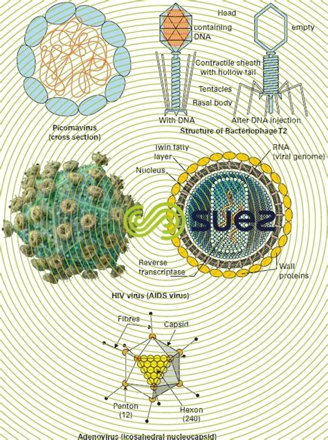 Pathogenic Micro Organisms Degremont®