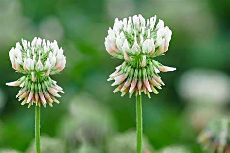 How Long Does It Take Clover To Germinate Storables