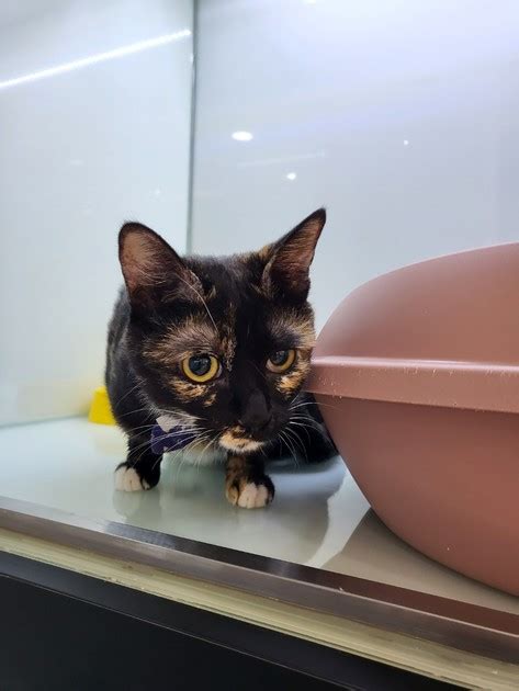 청주 2022 0059 코리안숏헤어 미오 책임분양 파티푸들 샴 광주애견분양 말티즈성격 부산유기견 마메시바 부산유기견보호센터 시바견가정분양 강아지배변훈련 도그마루 홈