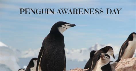Penguin Awareness Day January 20th I Love Veterinary