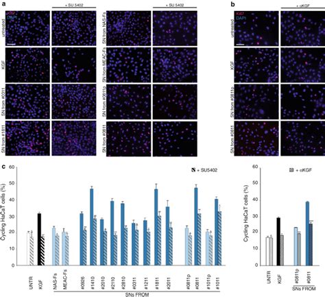Reduction Of The SN Proliferation EVects By Inhibition Of The KGFR