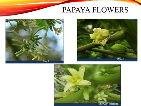 Breeding Of Papaya Pptx Gardening Home Garden