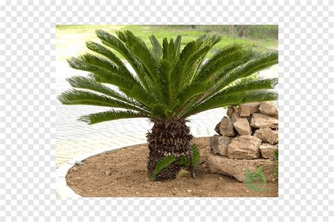 ต้นสาคูต้นปรง Arecaceae การ์เด้น พืช ปาล์ม Arecales Png Pngegg