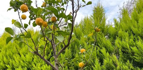 How To Grow Meyer Lemon Trees