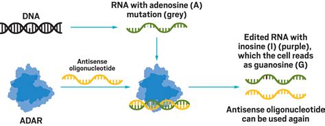 Businessstart Upswatchcrispr Rna Editing Race97