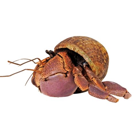 Coenobita Brevimanus Bernard L Hermite