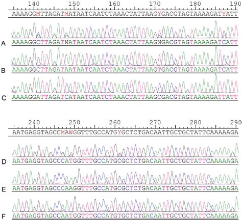 The Sequence Chromatogram Comparison Of Two Multiple Infection Strains Download Scientific