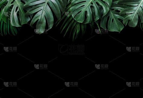 黑色背景上的热带树叶