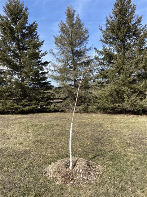 Leaning Sugar Maple Sapling Stake Support Or Leave Alone R Forestry