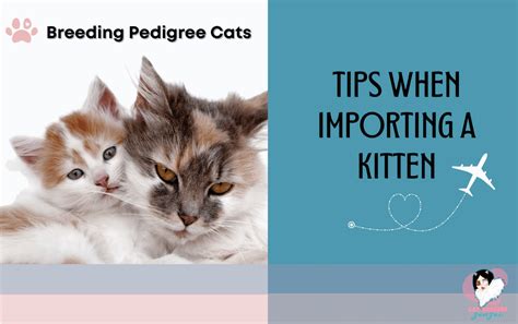 Breeding Cats Journey From Hobby To Profitable Business