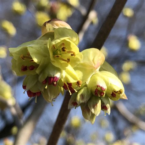 トサミズキ 花撮影技術 植物園紹介 花のブログ