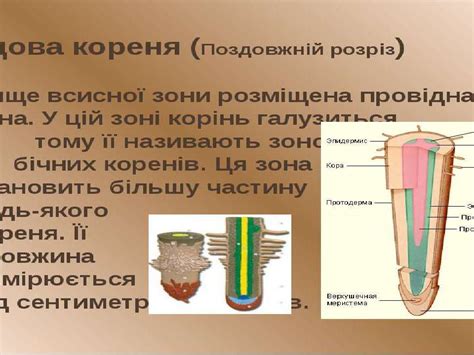 Корінь Коренева система Видозміни кореня презентація з природознавства