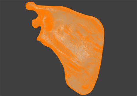 3d Scapula Bone Model Extremity Upper Arm