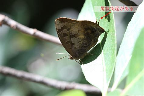 ムラサキシジミとムラサキツバメの違い見分け方 蝶と昆虫のWEBメディア
