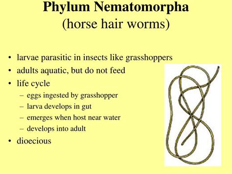 Ppt Pseudocoelomate Phyla Powerpoint Presentation Free Download Id