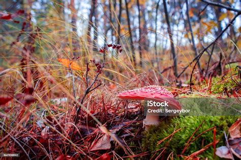 Lalat Merah Agarik Di Hutan Musim Gugur Foto Stok Unduh Gambar