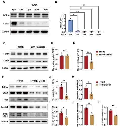 HTR1B Regulates Mitochondrial Homeostasis And Mitophagy By Activating