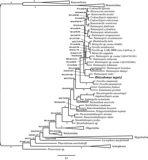 Phylogenetic Tree Inferred From Small Subunit SSU RRNA Gene Data