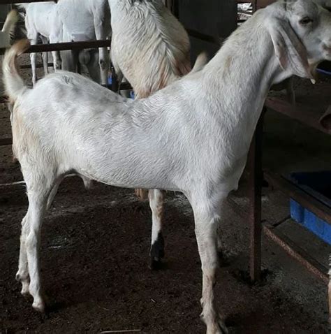 Sojat Goat At ₹ 450kilogram Rajasthani Sojat In Thane Id 16141242773