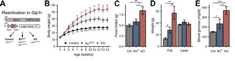 Leptin Action Via Leprb Glp1r Cells Suppresses Food Intake And Body