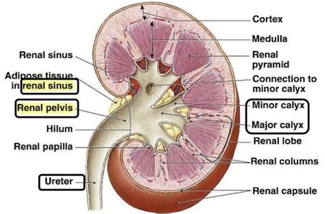 Gross Anatomy Diaphragm Posterior Abdominal Wall And Retroperitoneal Structures Smith