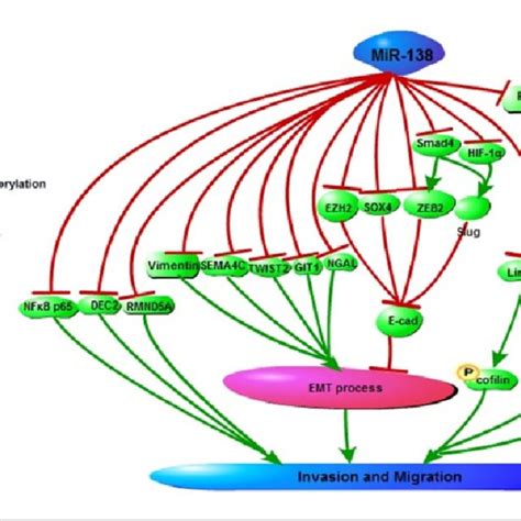 Mir 138 Influences Chemotherapies Through Targeting Associated Genes