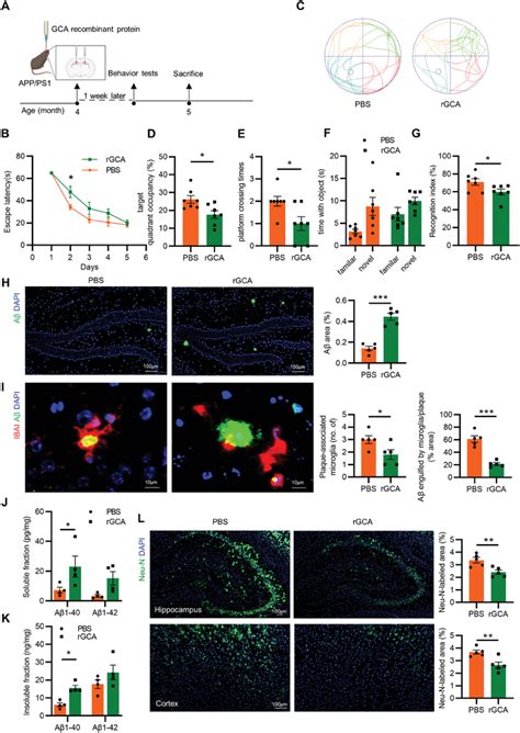Intracerebral Injection Of Recombinant Gca Protein Exacerbates Ad