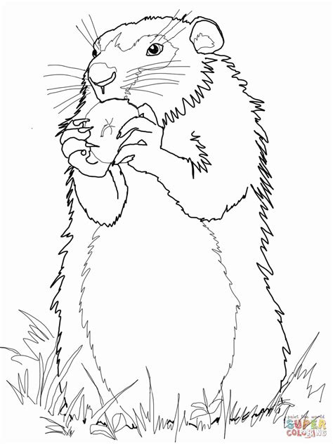 Free Printable Groundhog Coloring Pages