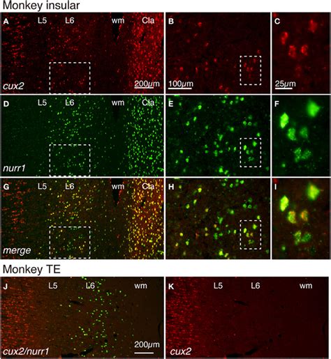 Colocalization Of Cux2 And Nurr1 Mrnas In The Claustrum And Insular
