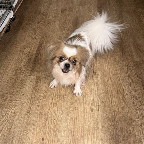 No 265募集中のチベタンスパニエルプクちゃん純血統ハンディキャップ卒業犬猫の里親さん募集しています