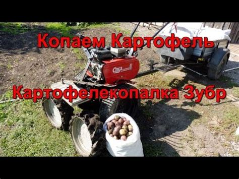 Копаем картофель - Мотоблок Ока , веерной картофелекопалкой Зубр. - YouTube