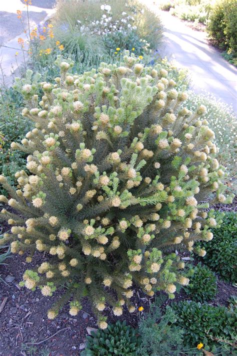 Photo 16318 Phylica Pubescens Plant Lust