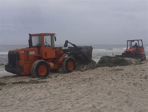 Comlurb Já Recolheu 260 Toneladas De Gigogas Nas Areias Da Praia Da