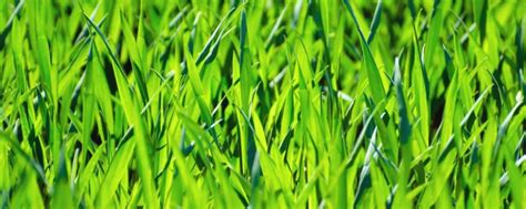 Guide To Warm Season Grasses Creech Landscape