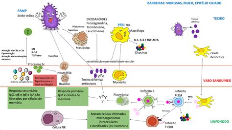 Mapa Conceitual Sistema Imune Biologia