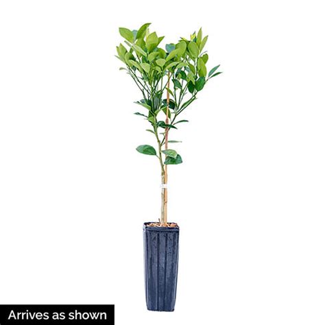 Dwarf Key Lime Tree For Sale Gurneys Seed And Nursery Co