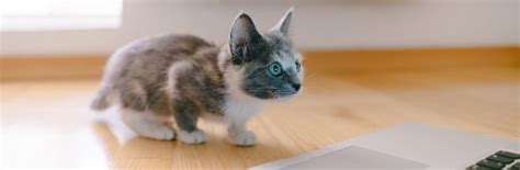 Pebblepad Dcad Digital Help Guides