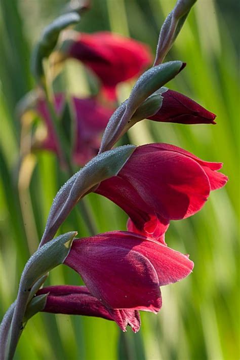 Gladiolus Papilio “ruby”