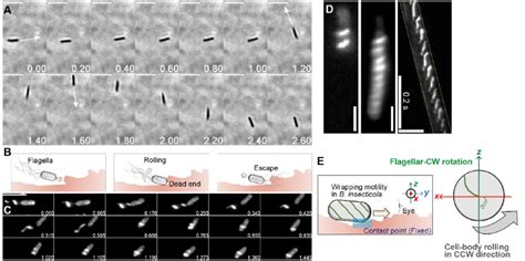 Flagellar Polymorphisms Required For Moving In A Structured
