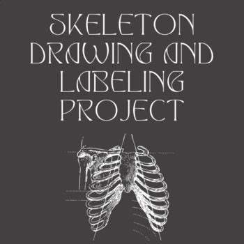 Whole Skeleton Drawing And Labeling Project By Blinded With Science Essentials