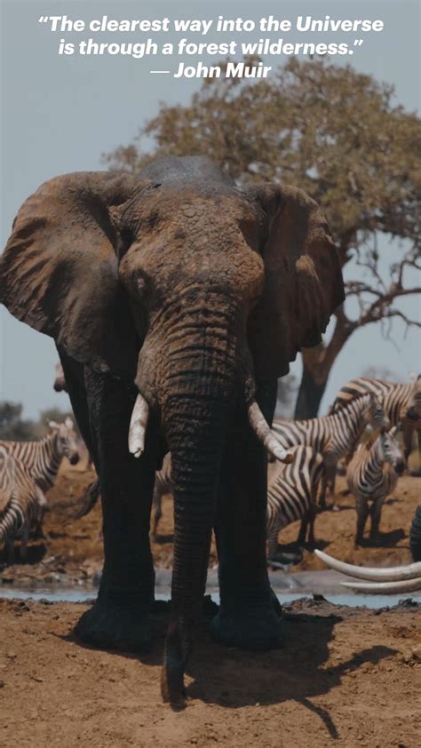 “the Clearest Way Into The Universe Is Through A Forest Wilderness