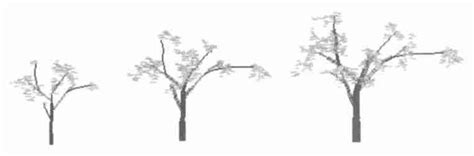 simulation of tree growth [134] download scientific diagram